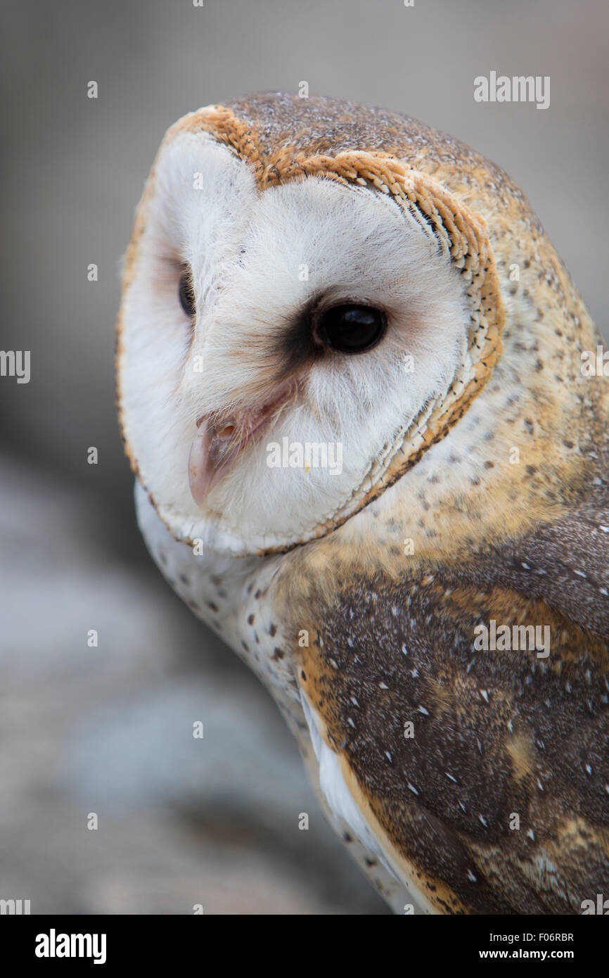 Barn owl closeup eye hi-res stock photography and images - Alamy