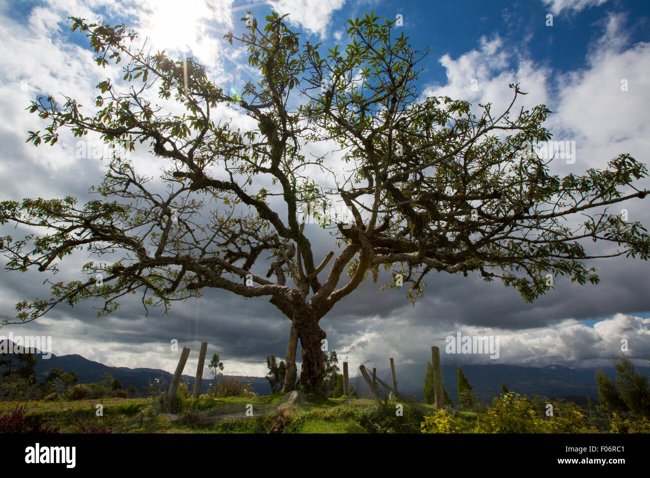 El Lechero, the sacred tree of Otavalo. This tree is part of local ...
