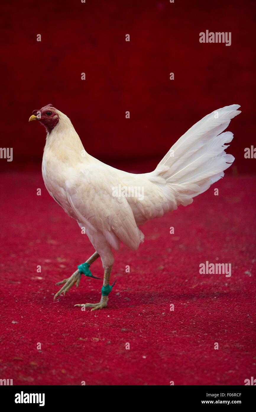 Chicken fighting into a red ring in Otavalo, Ecuador Stock Photo - Alamy