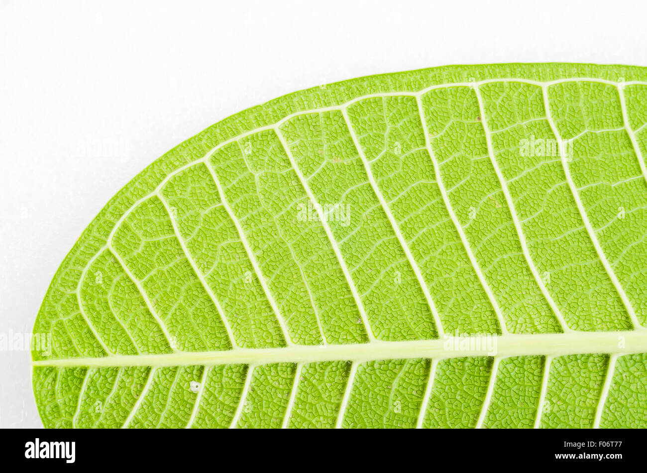 Leaf surface show texture isolated on white background with selective ...