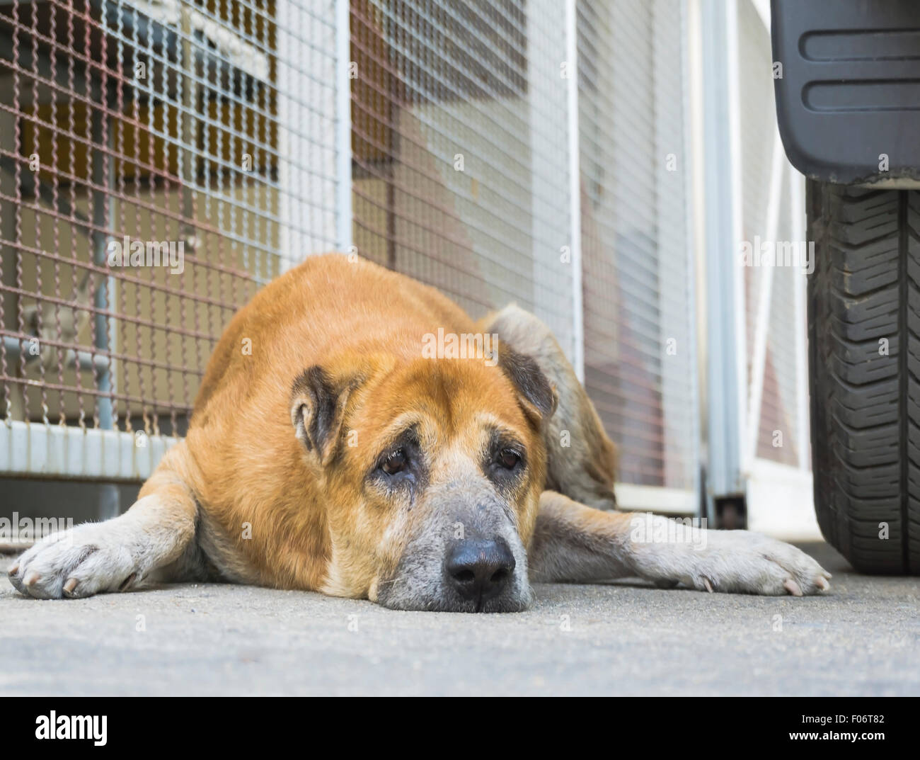 Homeless Lonely Abandoned Dog on the Street Stock Photo - Alamy
