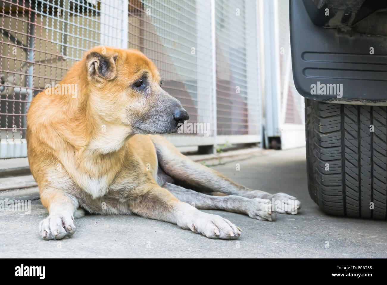 Homeless Lonely Abandoned Dog on the Street Stock Photo - Alamy