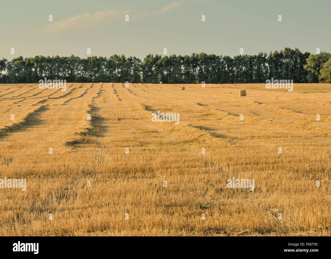 Field of wheat after harvesting Stock Photo - Alamy
