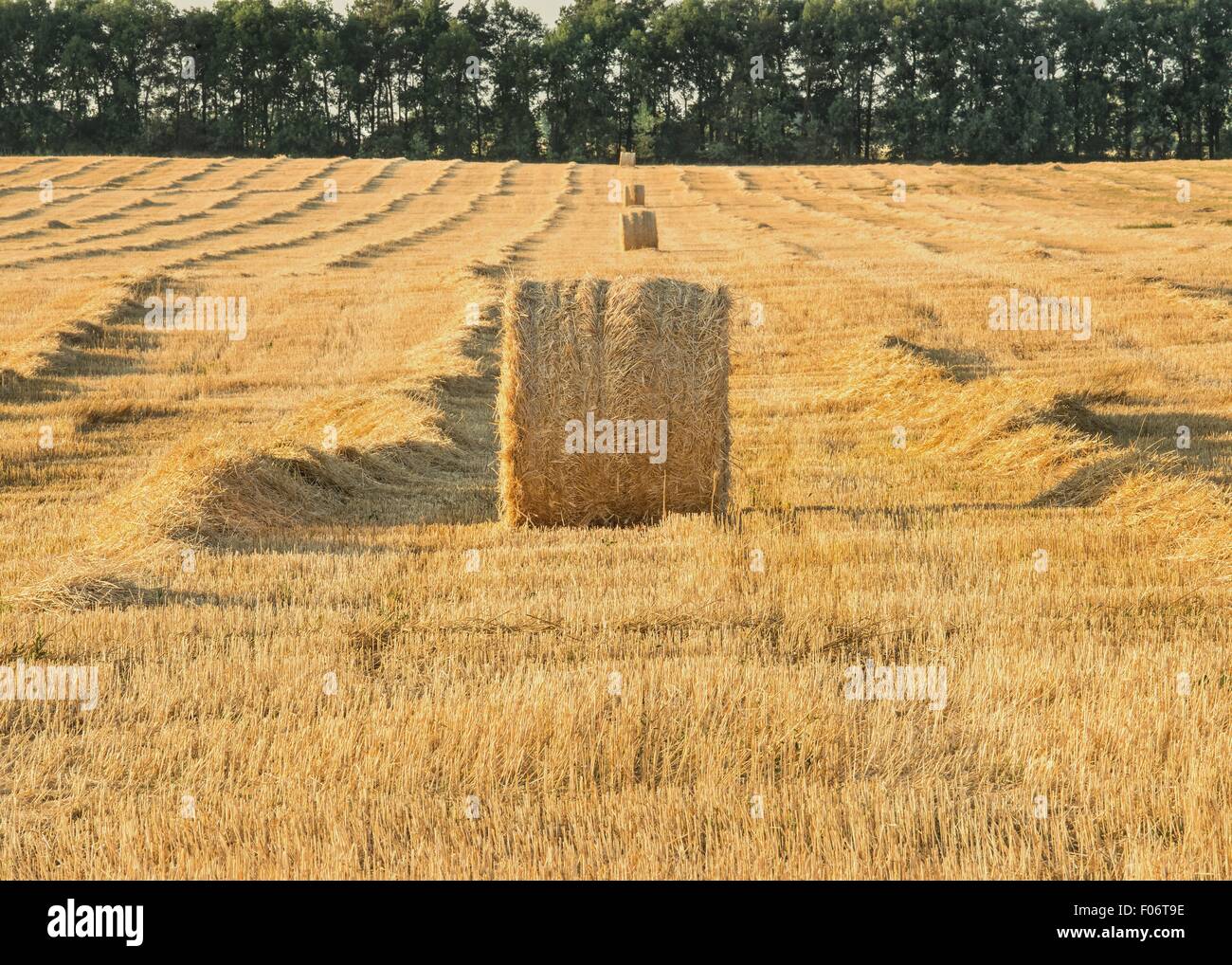 Field of wheat after harvesting Stock Photo - Alamy