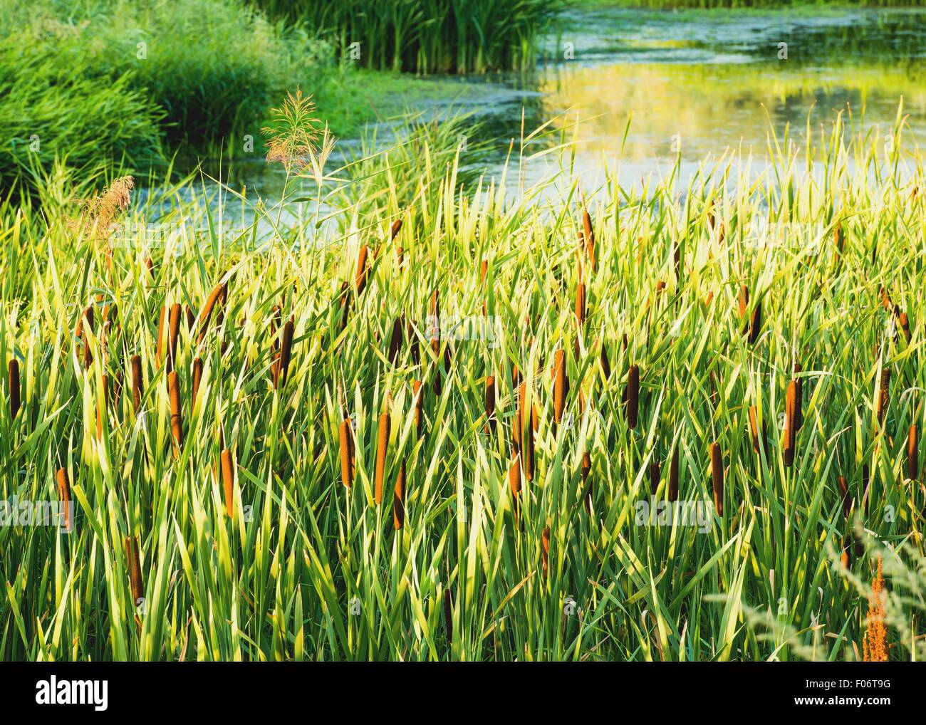 Dawn on a small lake Stock Photo - Alamy