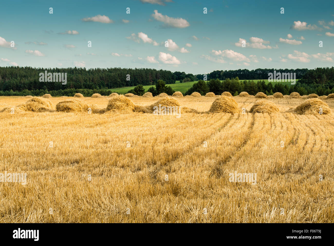 Field of wheat after harvesting Stock Photo - Alamy