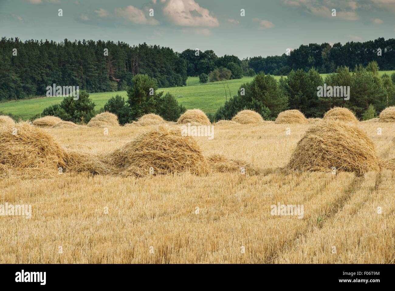 Summer wheat field after harvest hi-res stock photography and images ...