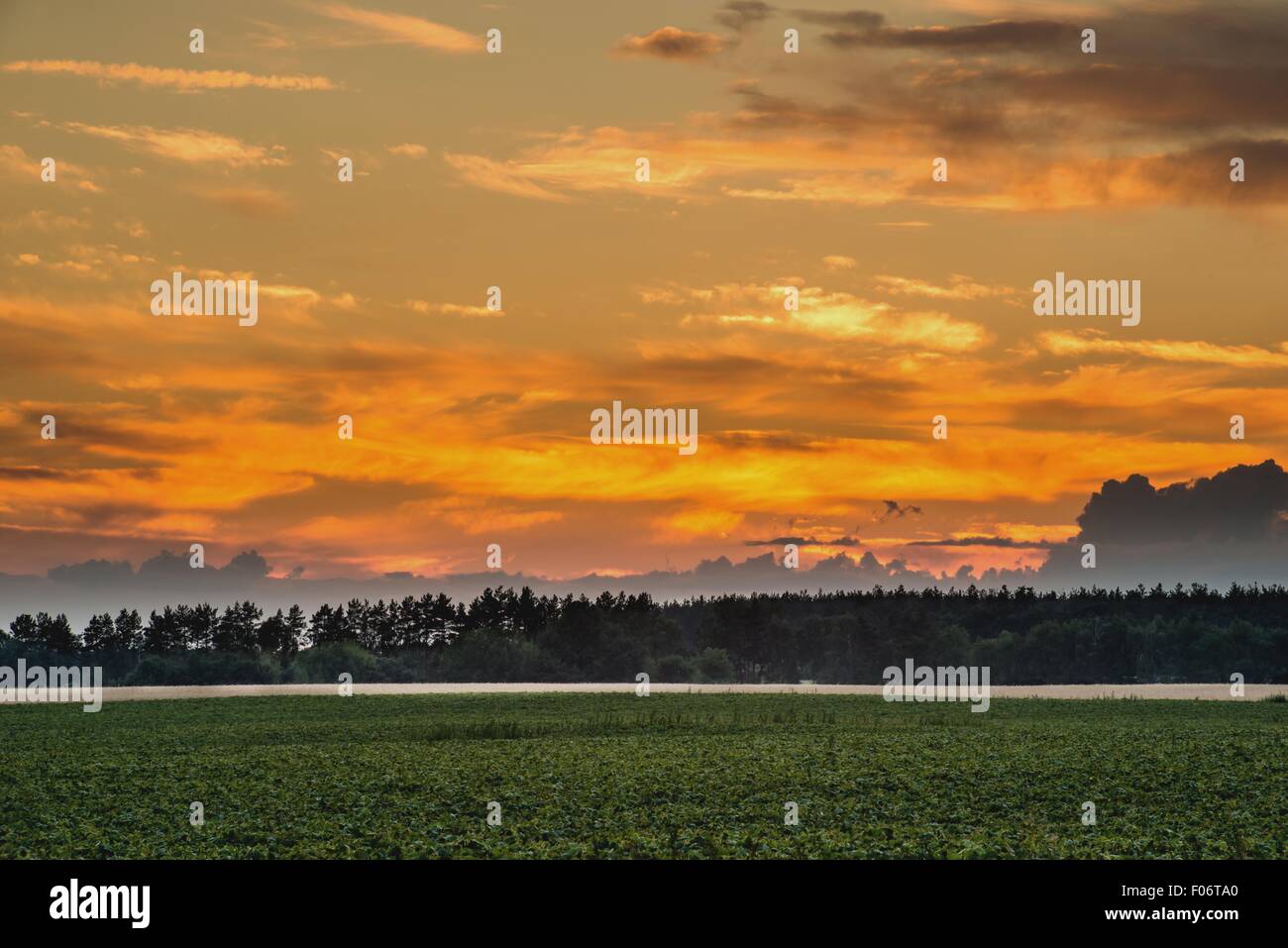 Sunset in the field Stock Photo - Alamy