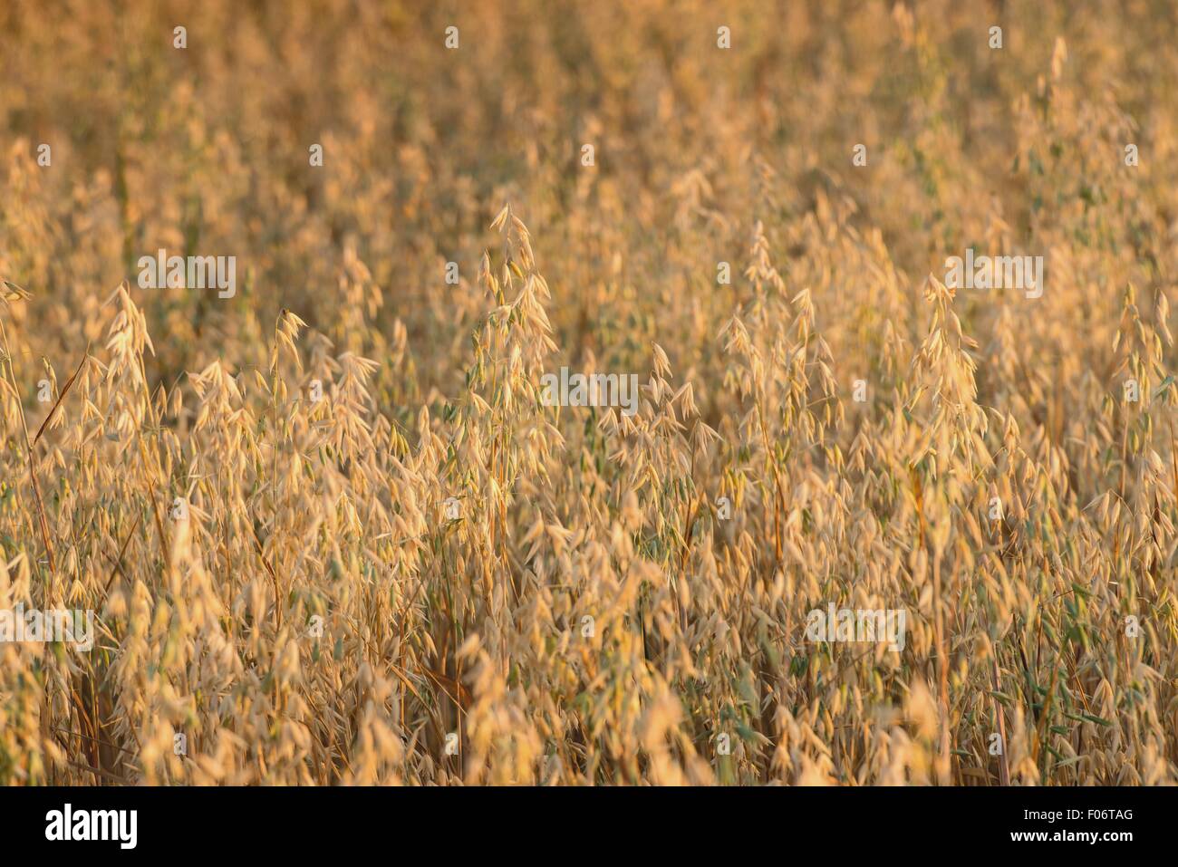 The field of oats Stock Photo - Alamy