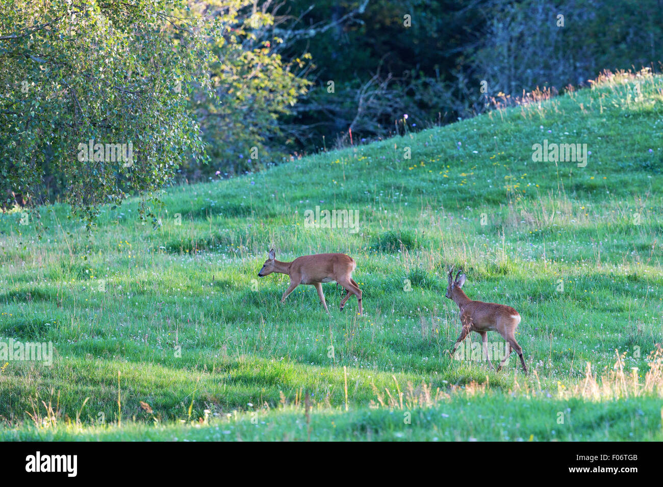Roe deer chasing hi-res stock photography and images - Alamy