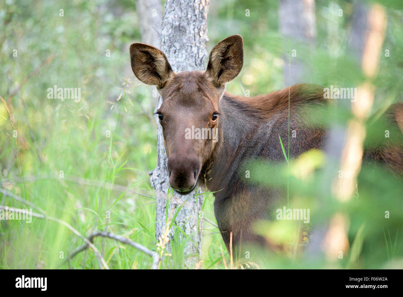 Alces alces gigas hi-res stock photography and images - Alamy