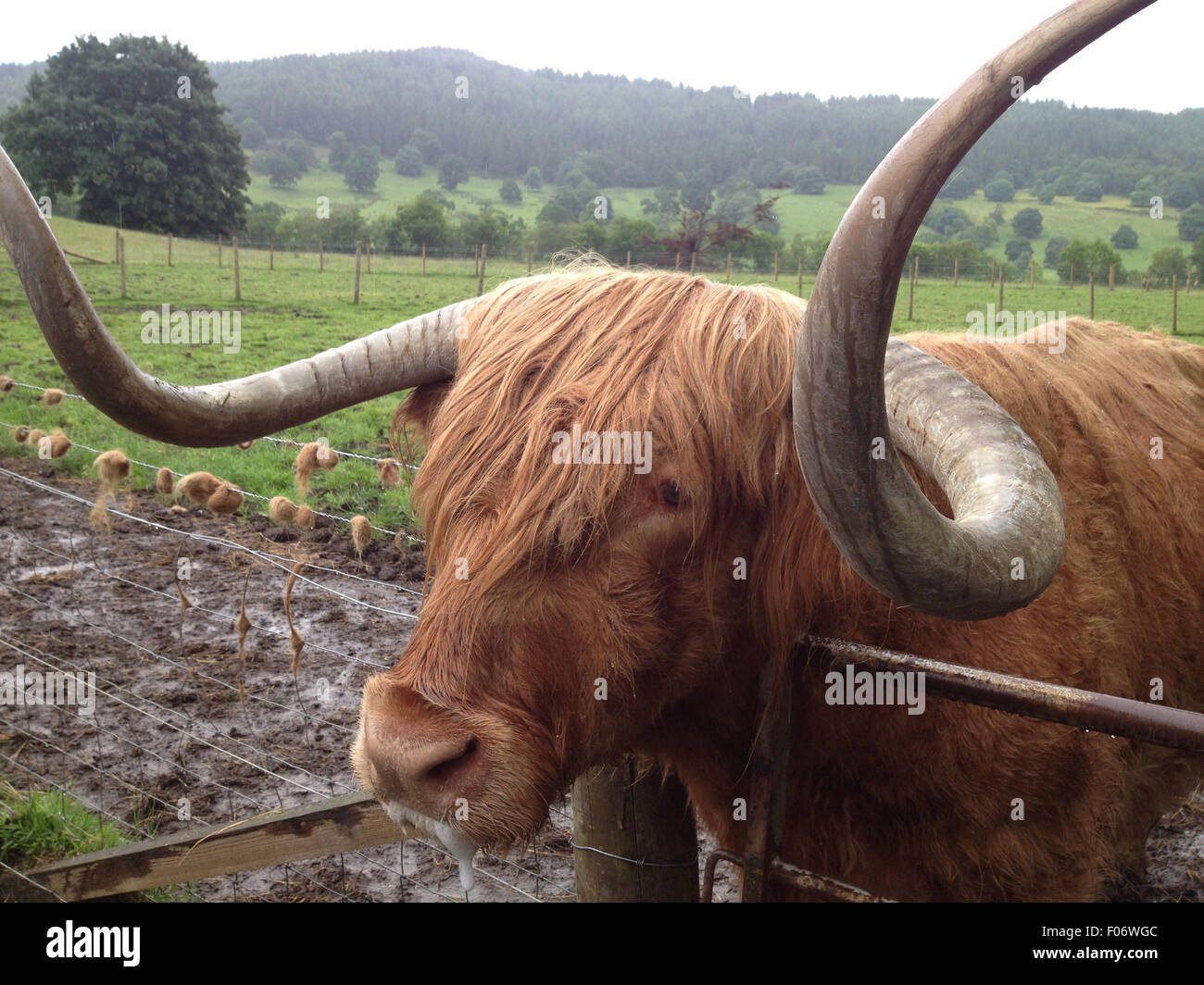 Hamish the highland cow brian mcguire Stock Photo - Alamy