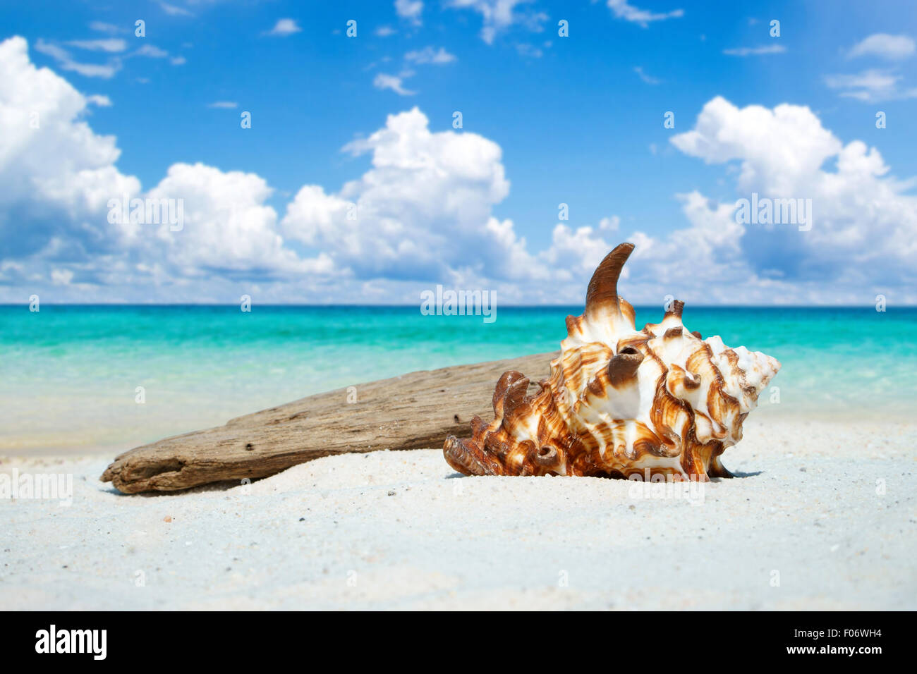 Large seashell and drift wood on the sunny beach Stock Photo - Alamy
