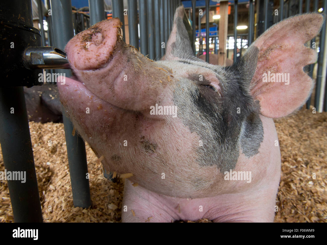 Roseburg, Oregon, USA. 8th Aug, 2015. A pig drinks water in its cage in ...