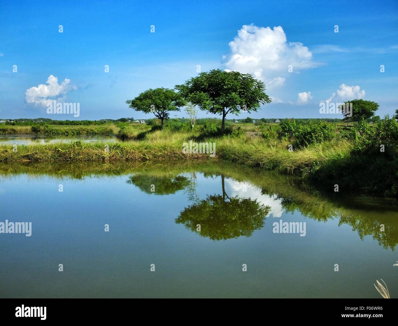 Pond with trees reflection on the water and green grass, blue sky ...