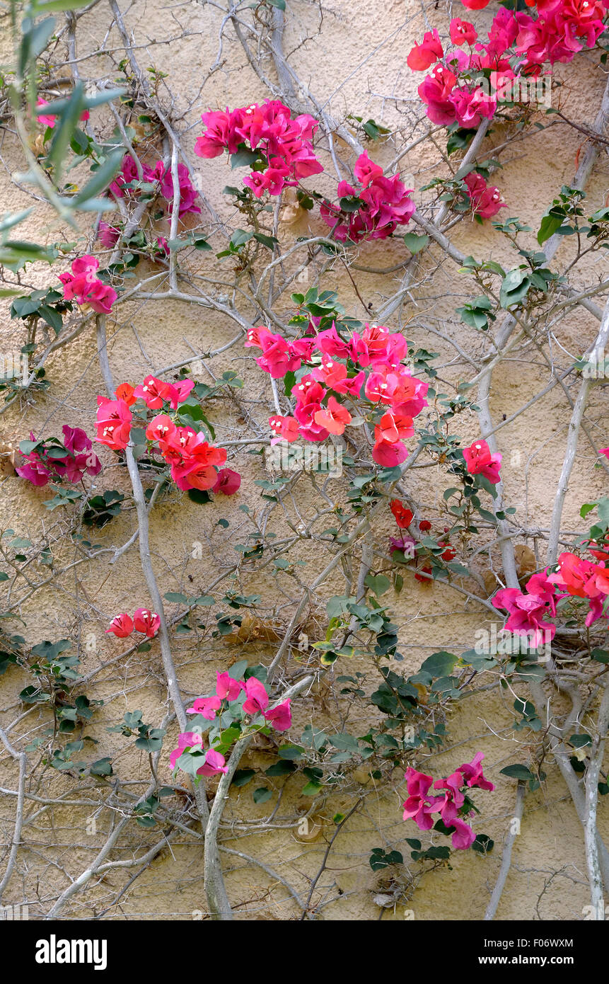 Sardinia, Italy: flowers of Bougainvillea Stock Photo - Alamy
