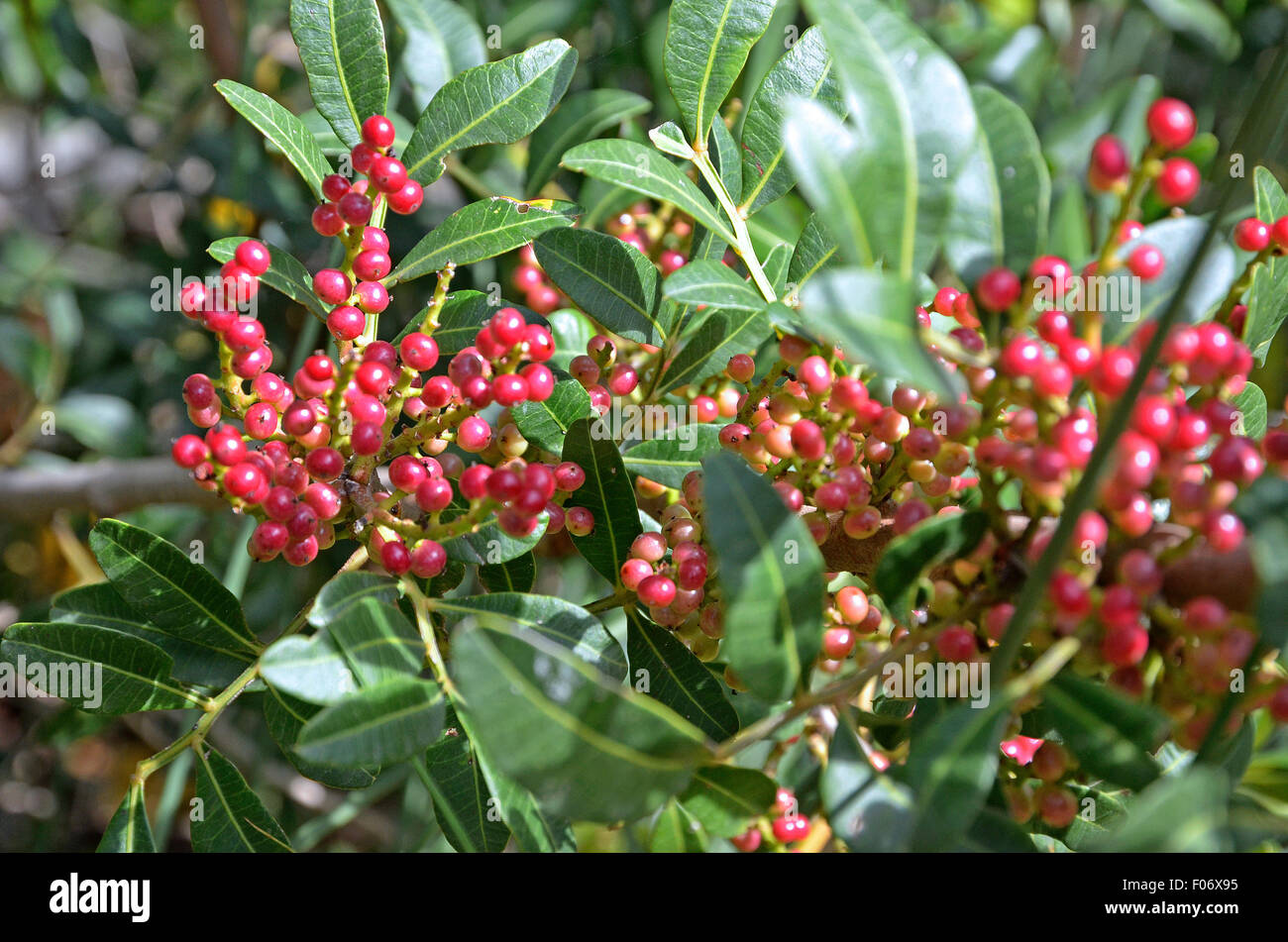 Sardinia, Italy: berries of mastic Stock Photo - Alamy