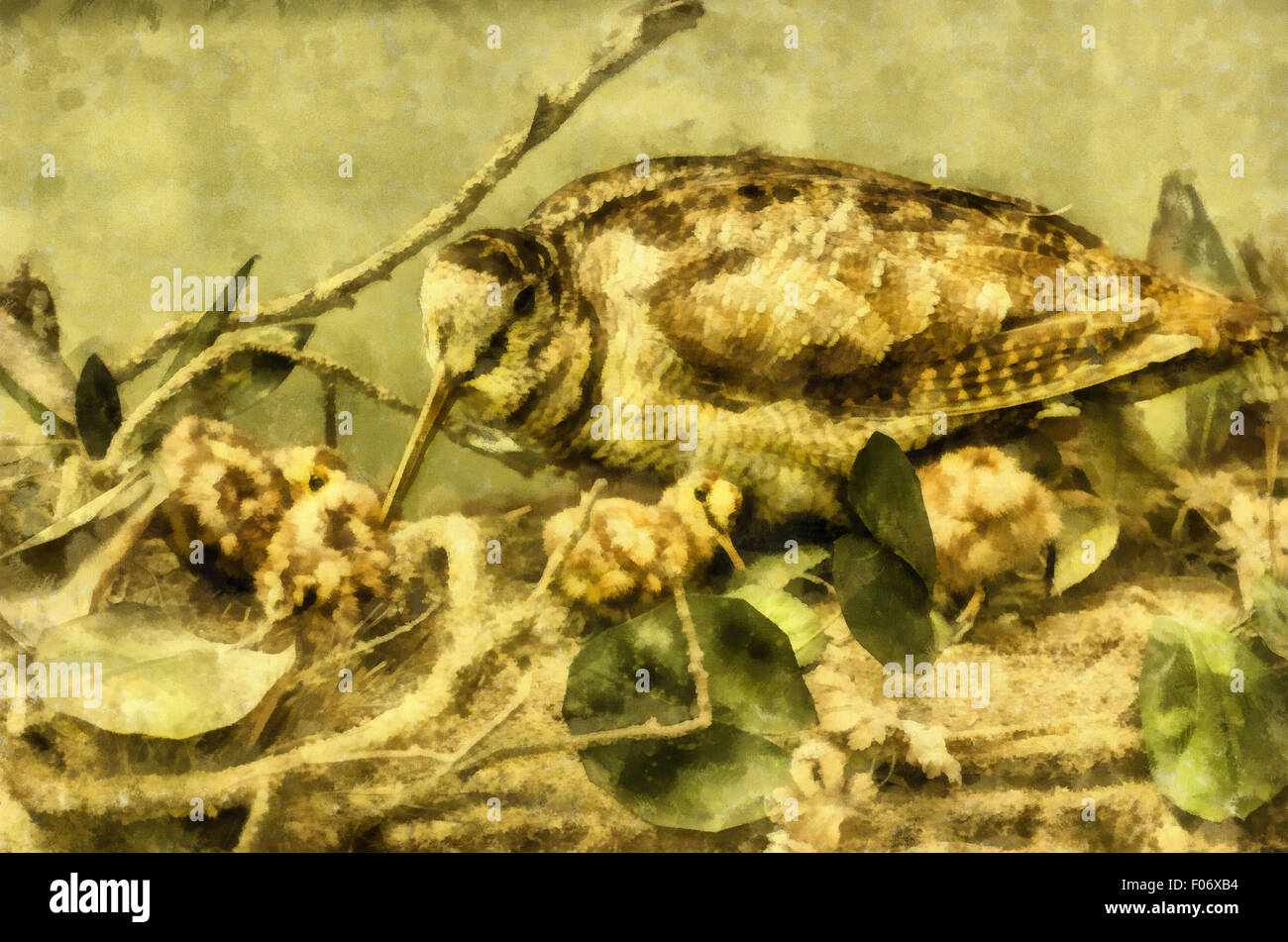 Scolopax rusticola chicks hi-res stock photography and images - Alamy