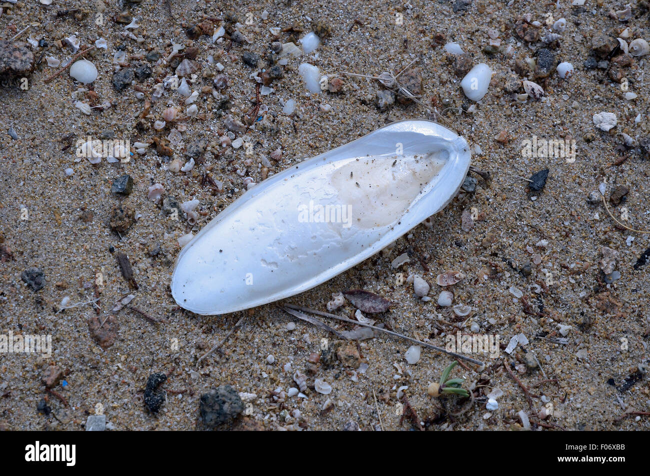 Sardinia,Italy: a cuttlefish bone on the beach Stock Photo - Alamy
