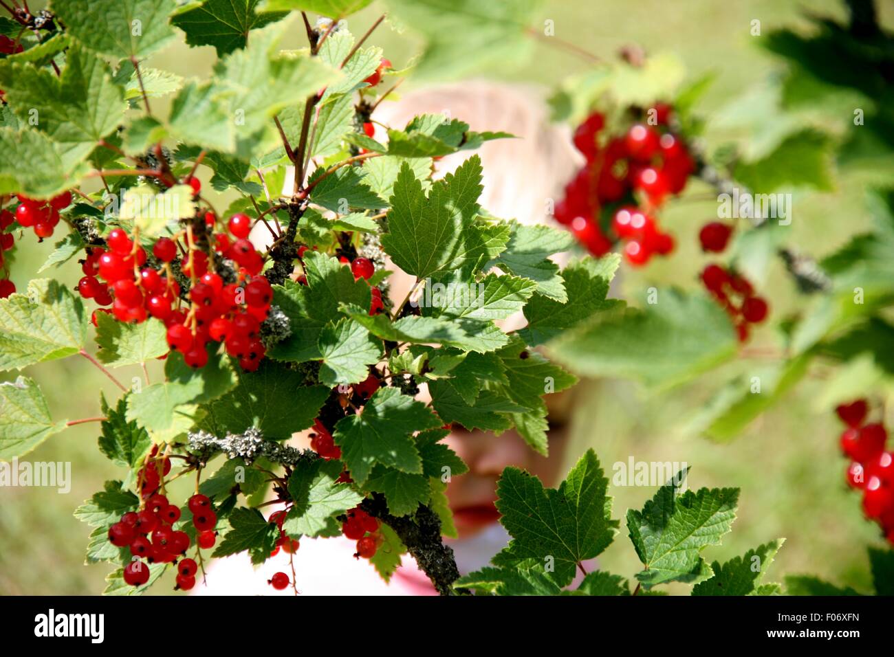 Yam family hi-res stock photography and images - Alamy