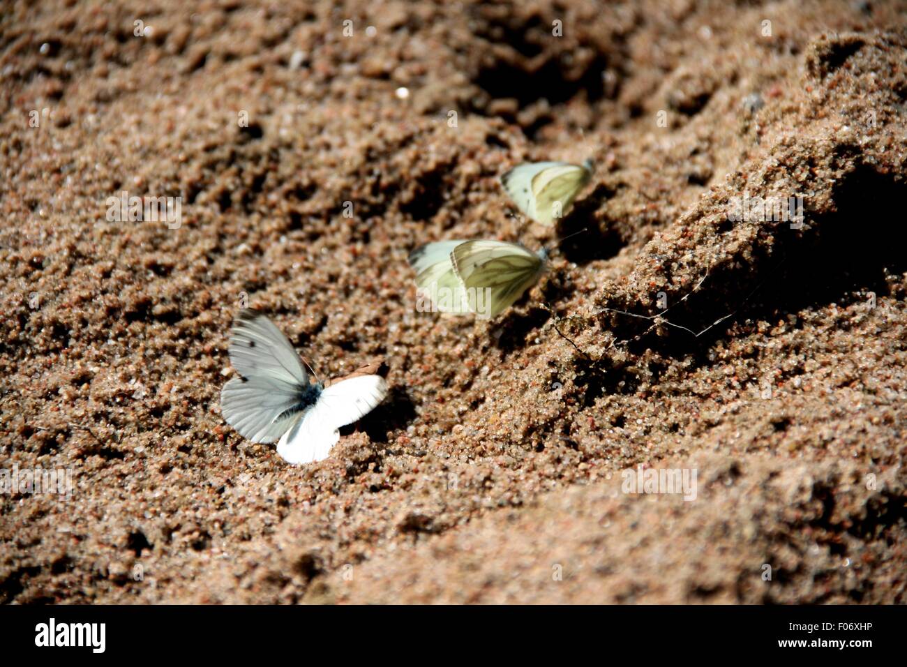 Angels insects hi-res stock photography and images - Alamy