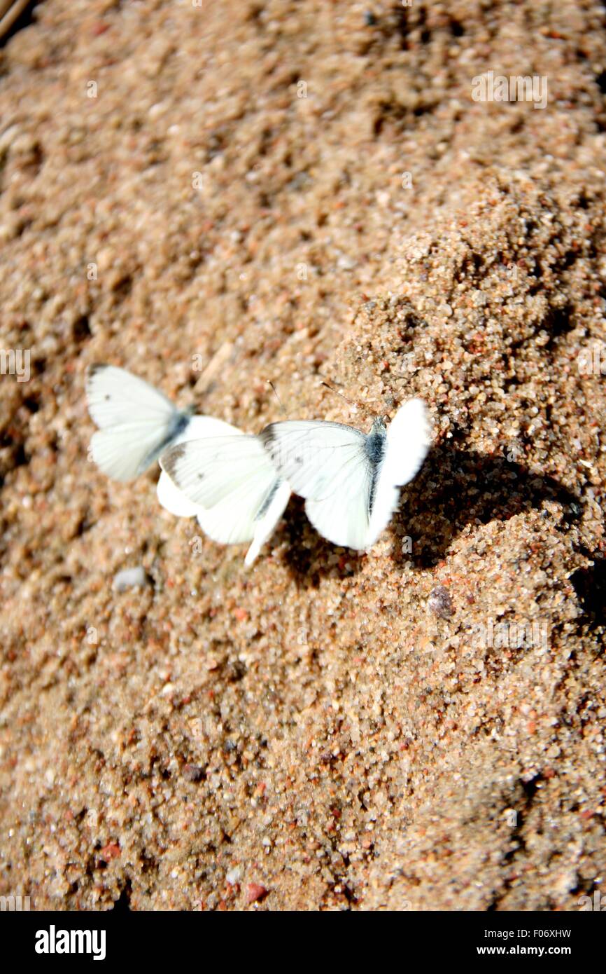 Angels insects hi-res stock photography and images - Alamy