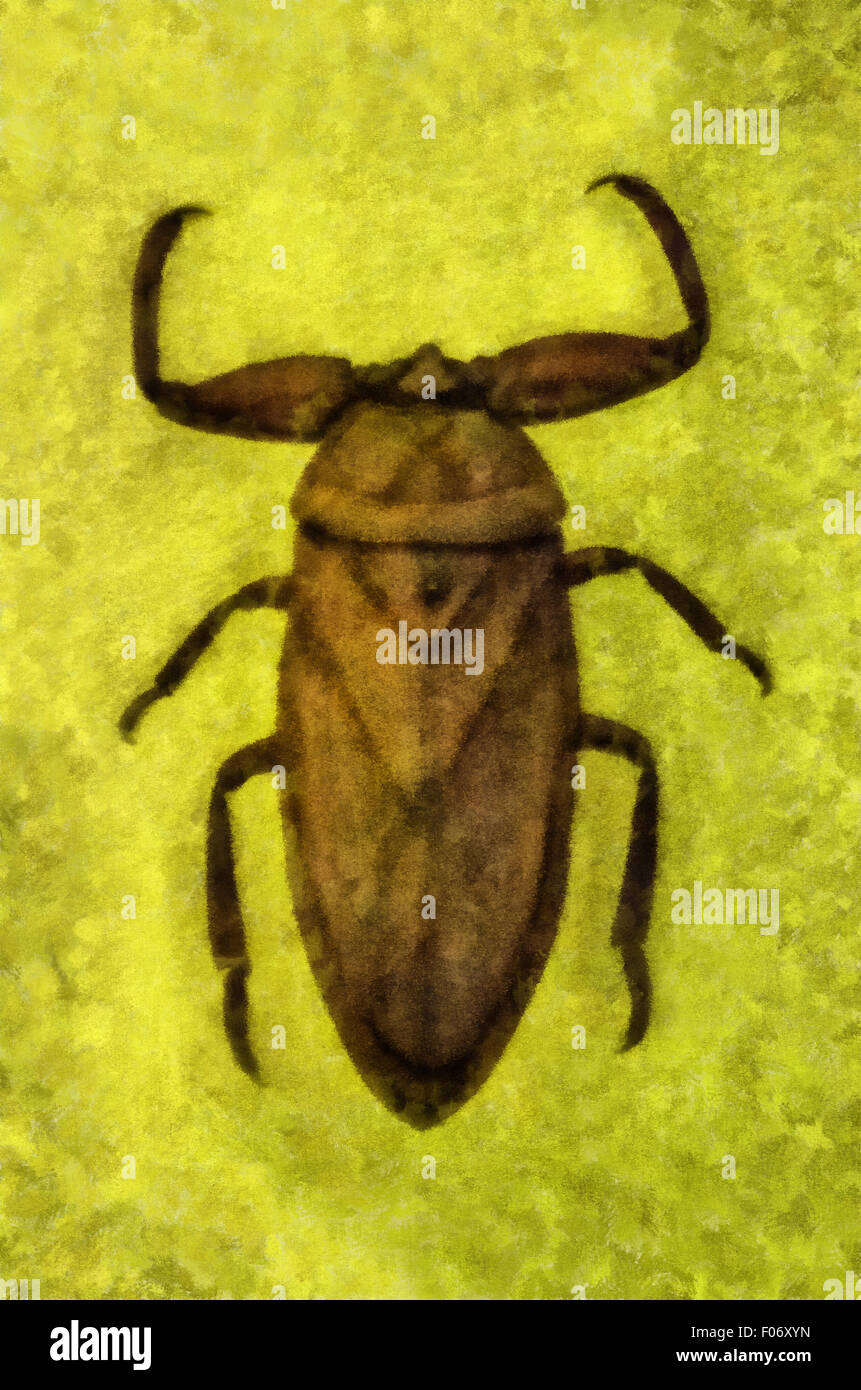 Belostoma so hi-res stock photography and images - Alamy