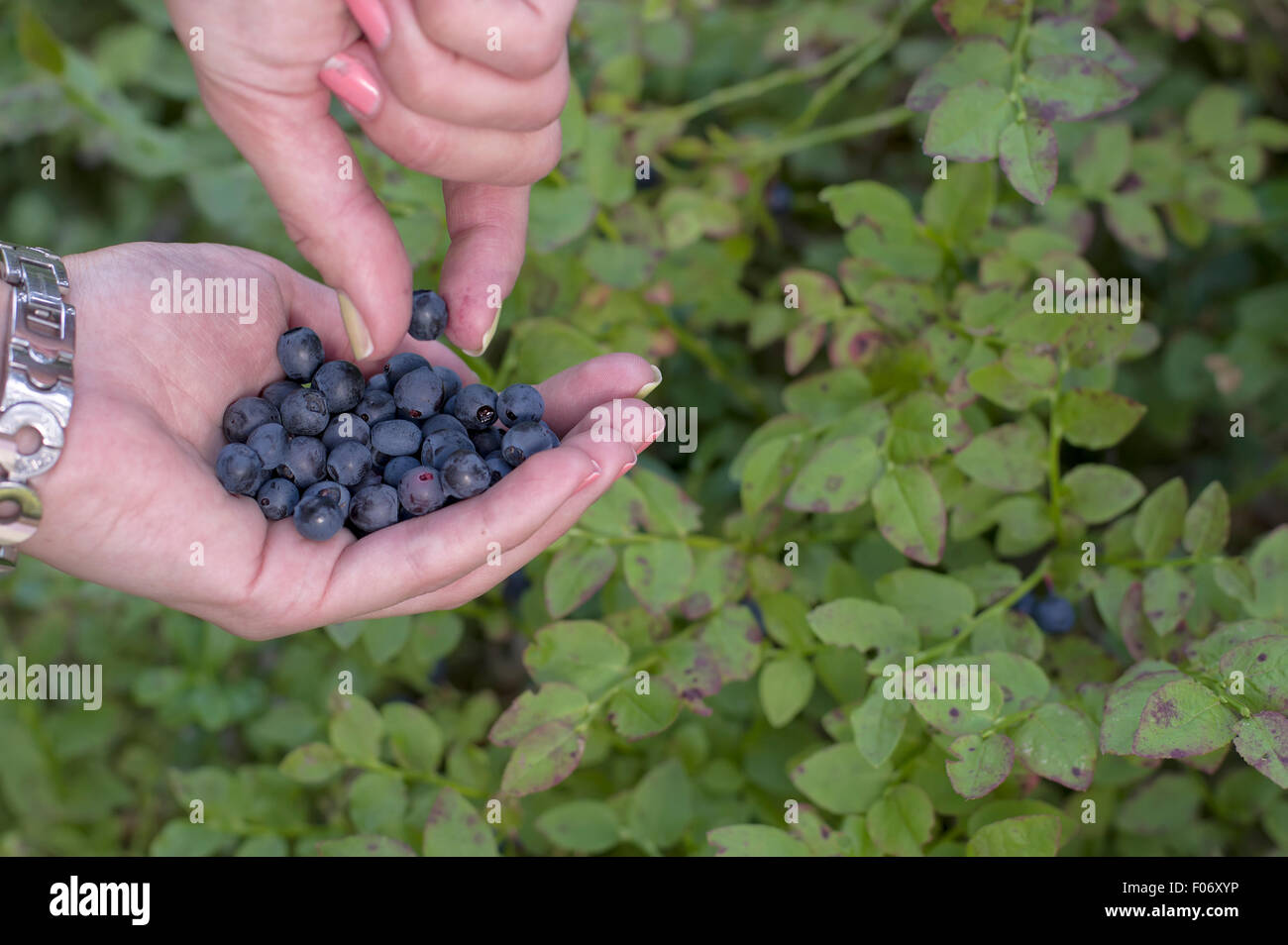 Hand With Blueberries Stock Photo - Alamy