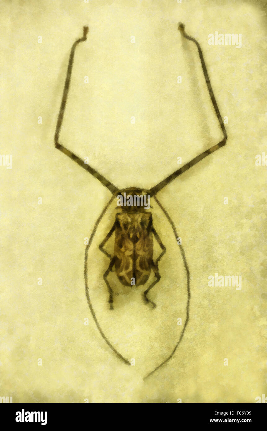 Acrocinus Longimanus High Resolution Stock Photography and Images - Alamy