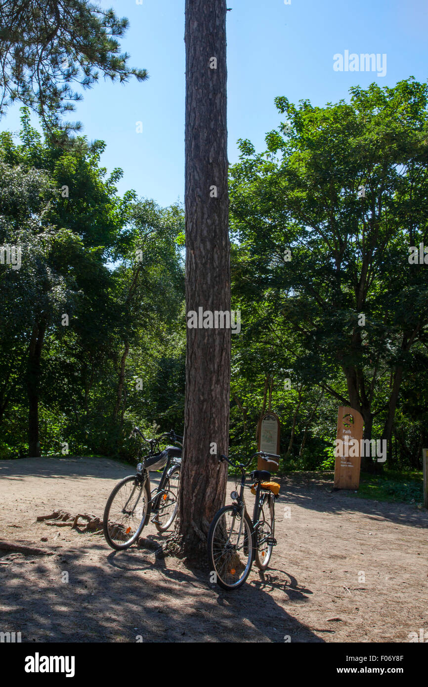 Pinewoods wildlife habitat at National Trust's Freshfield Reserve ...