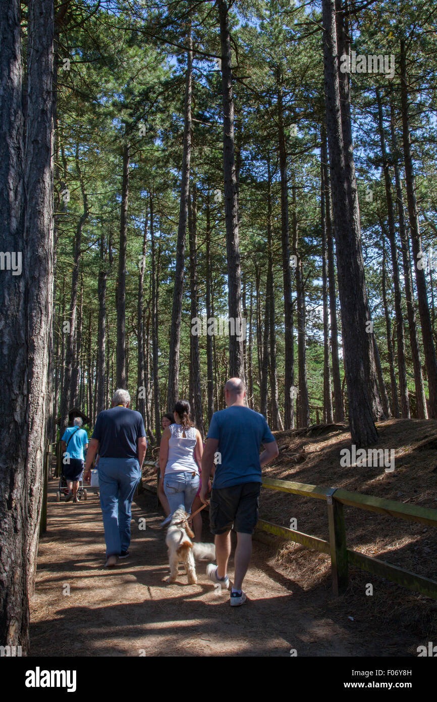Pinewoods wildlife habitat at National Trust's Freshfield Reserve ...