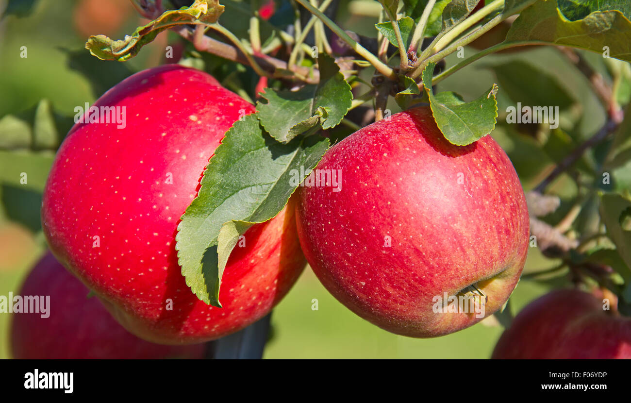 Apple garden full of riped red apples Stock Photo - Alamy