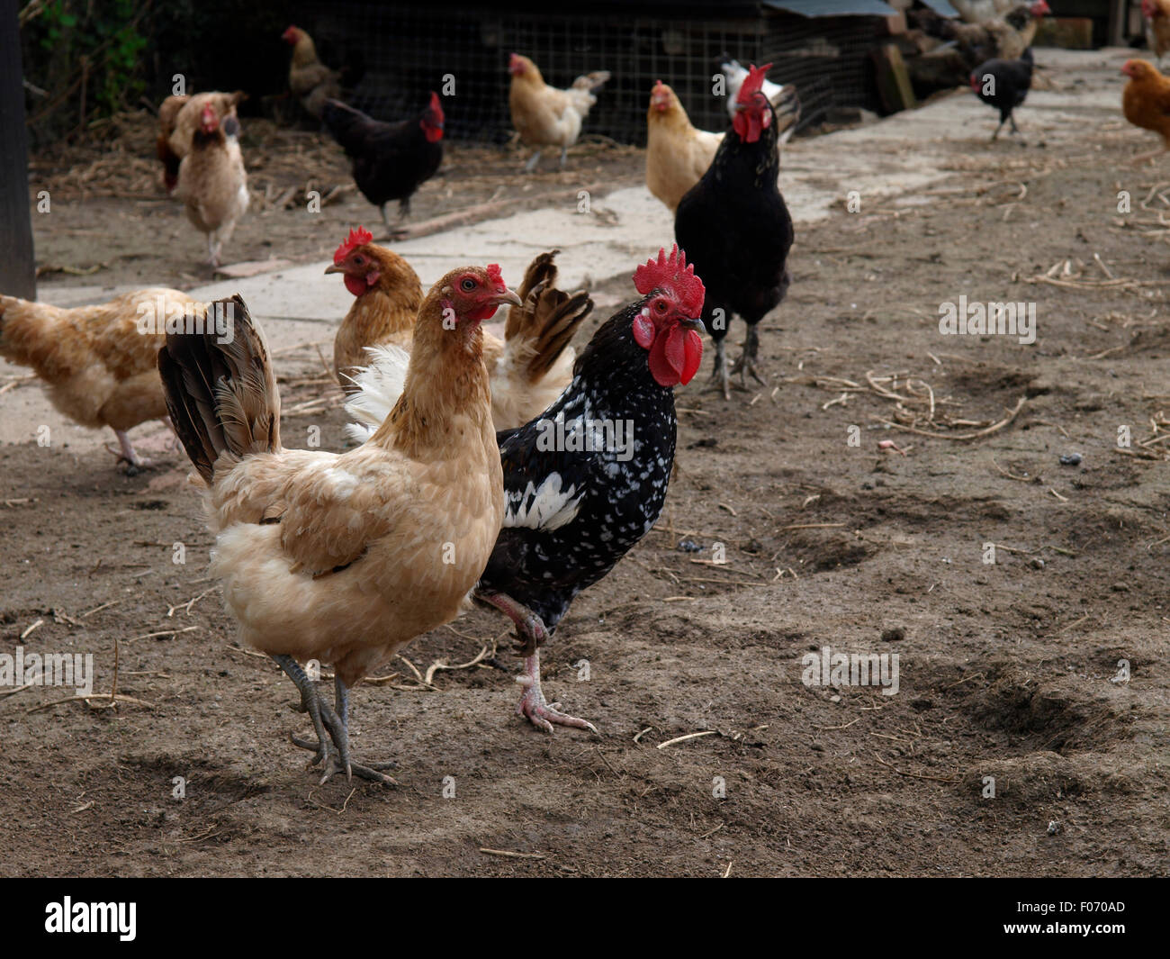 Chicken and cockerel, UK Stock Photo - Alamy