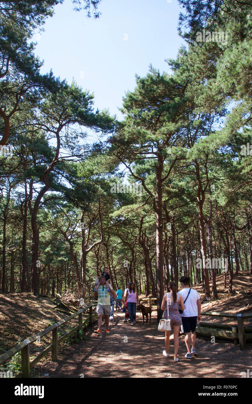 Pinewoods wildlife habitat at National Trust's Freshfield Reserve ...