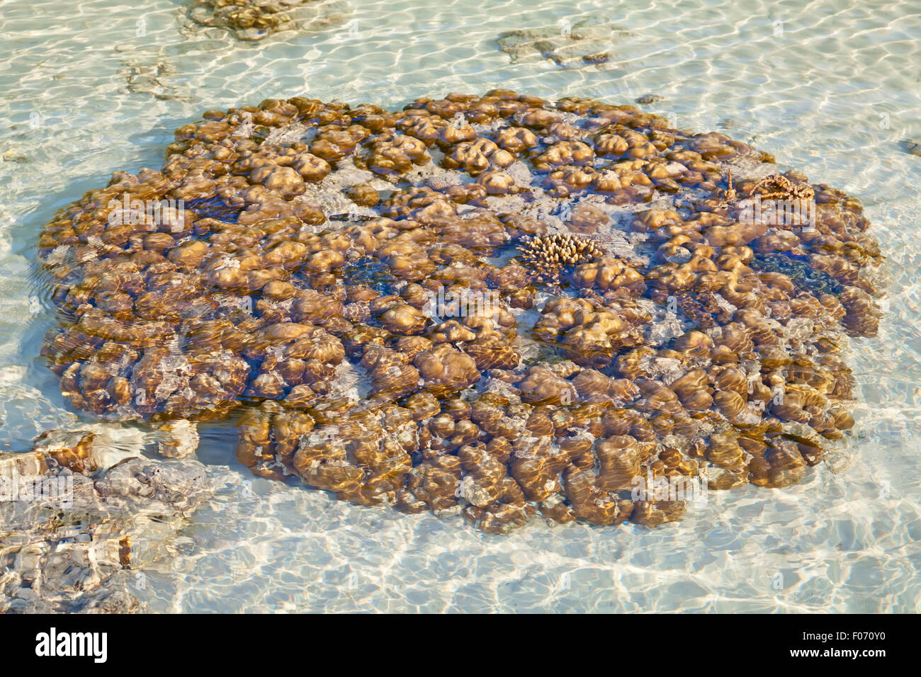 Long clear sea creature hi-res stock photography and images - Alamy