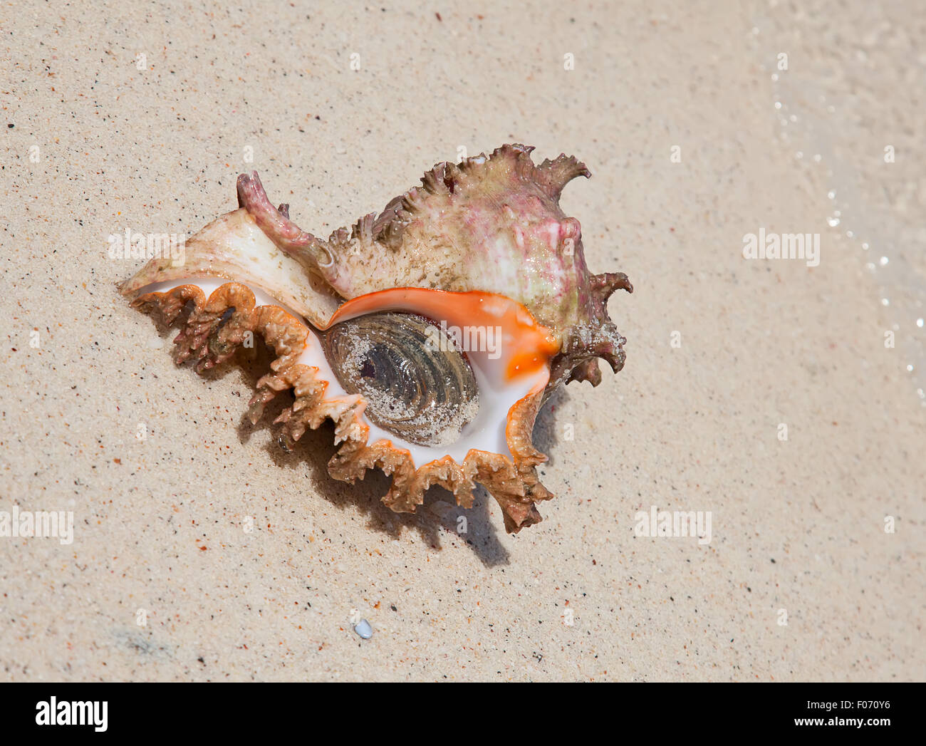 Sea shell on the shore Stock Photo - Alamy