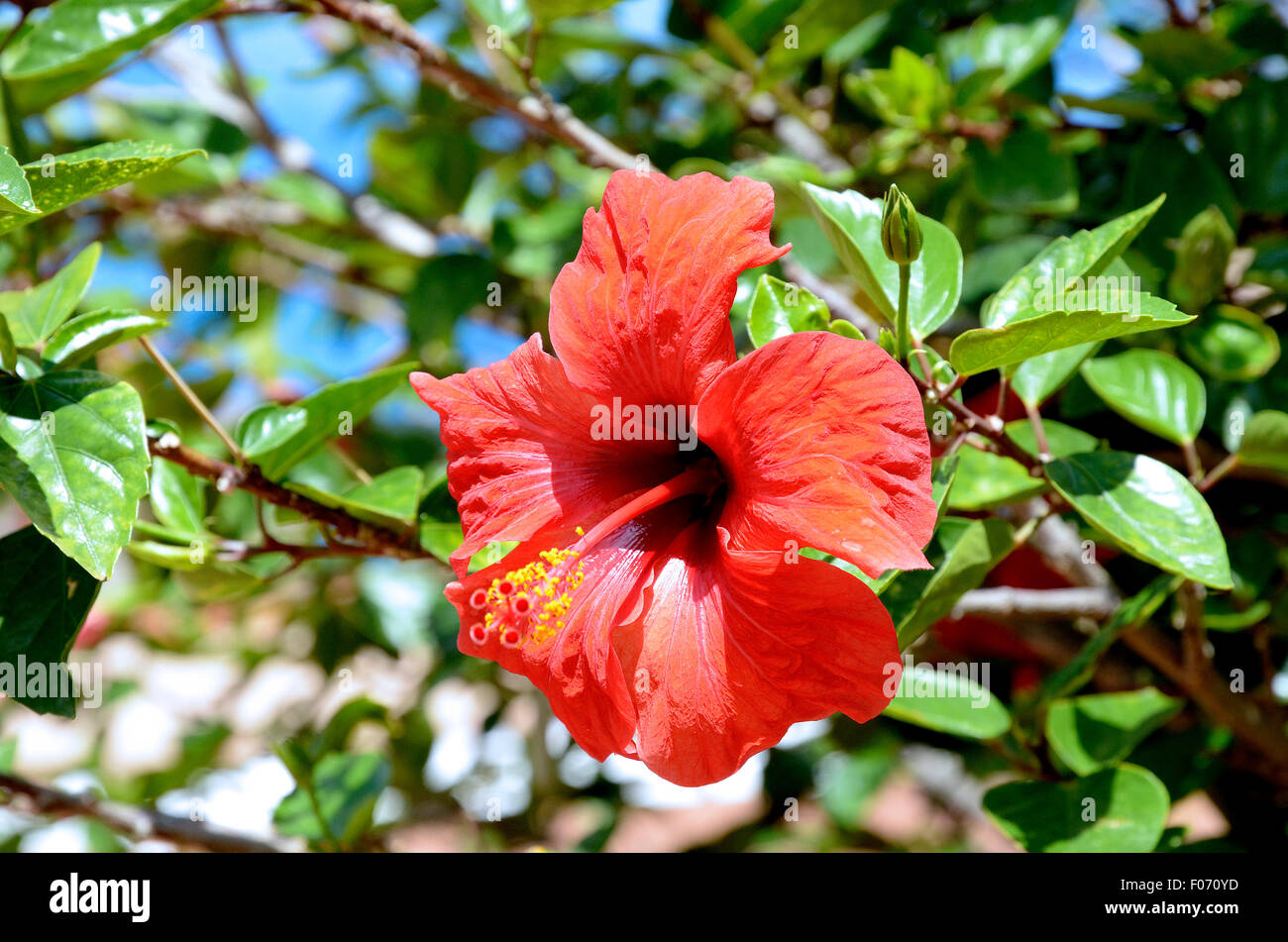 Sardinia italy hibiscus flower hi-res stock photography and images - Alamy