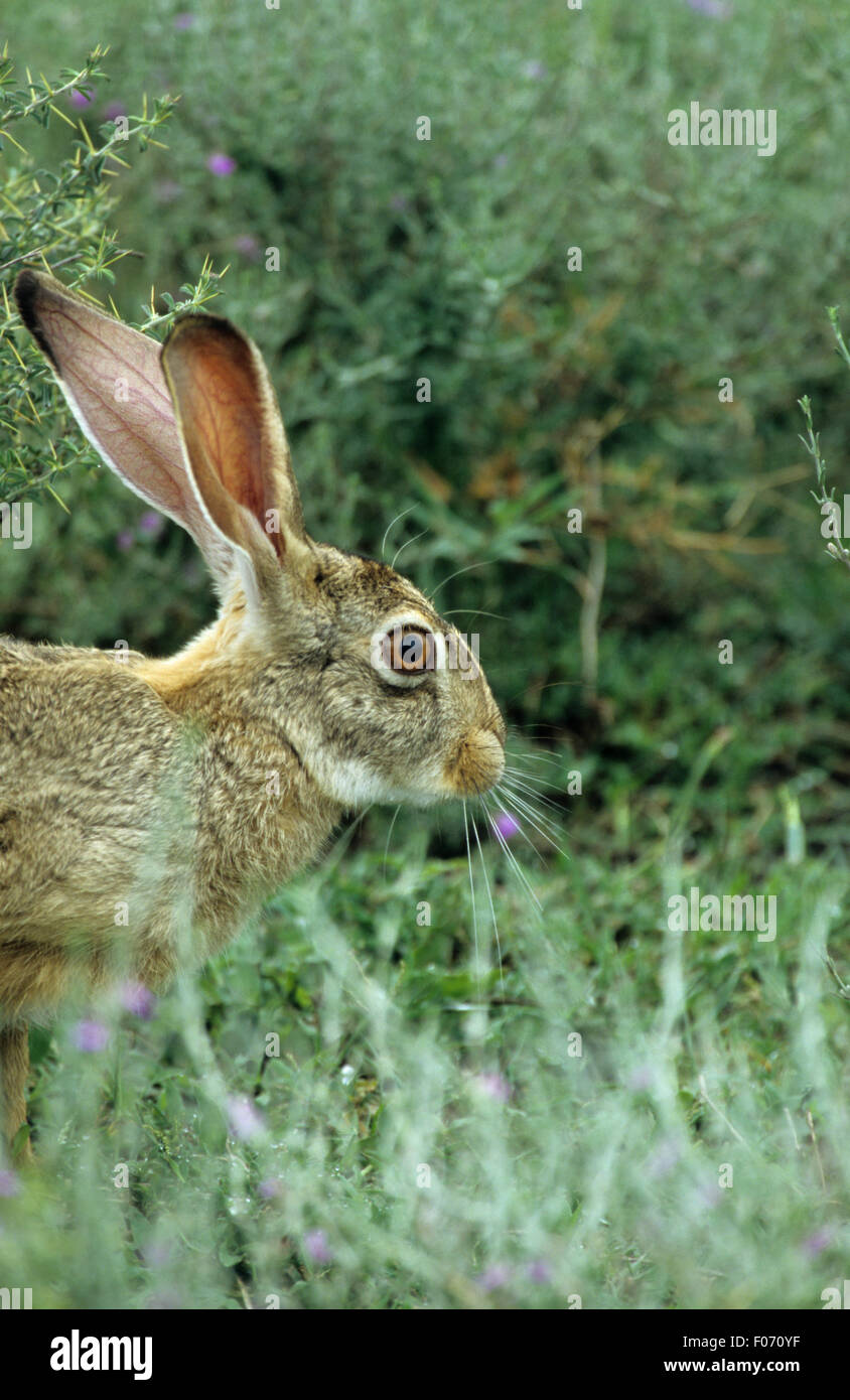 African Hare taken in profile looking right on ground in long grass ...