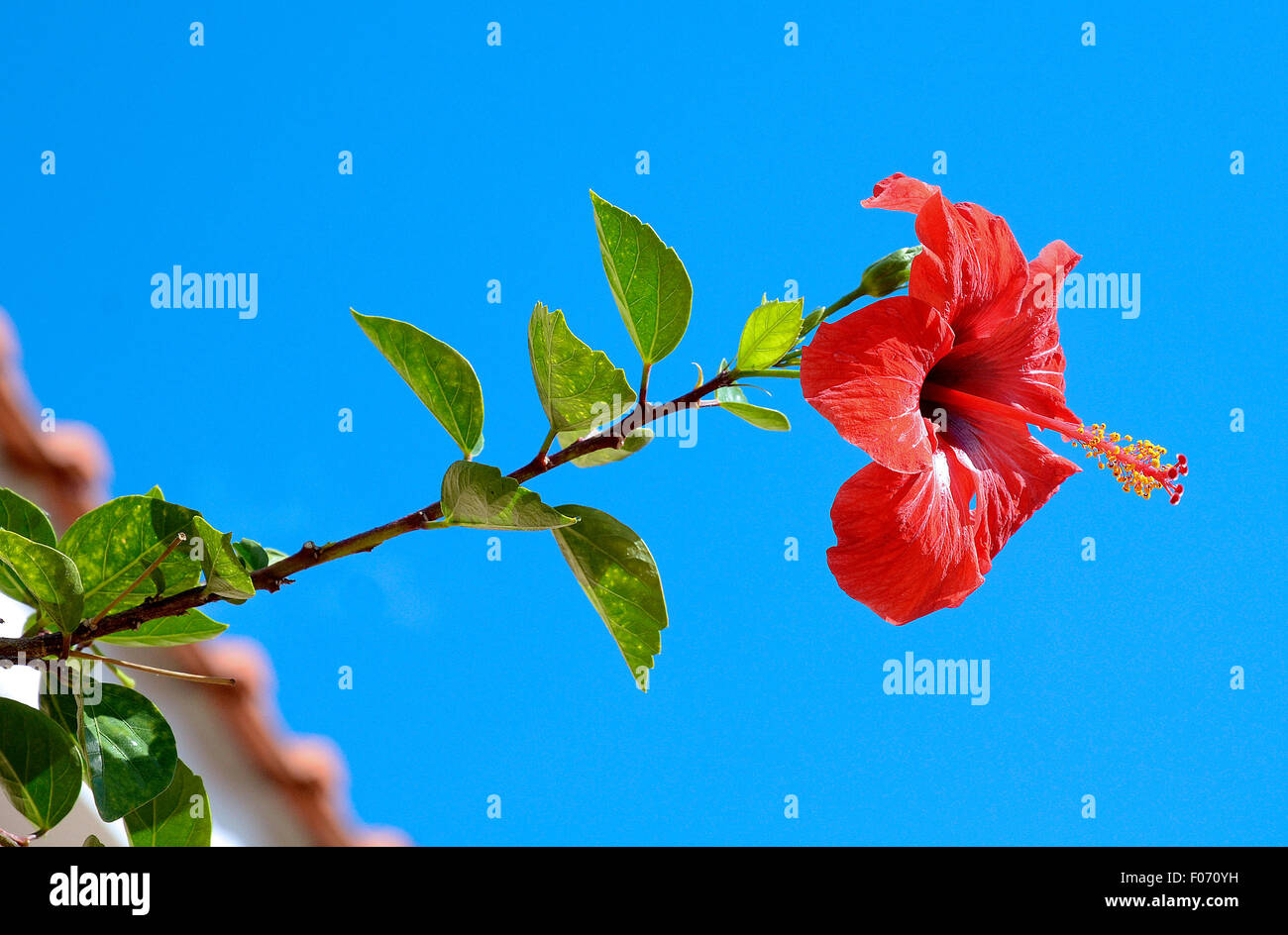 Sardinia italy hibiscus flower hi-res stock photography and images - Alamy