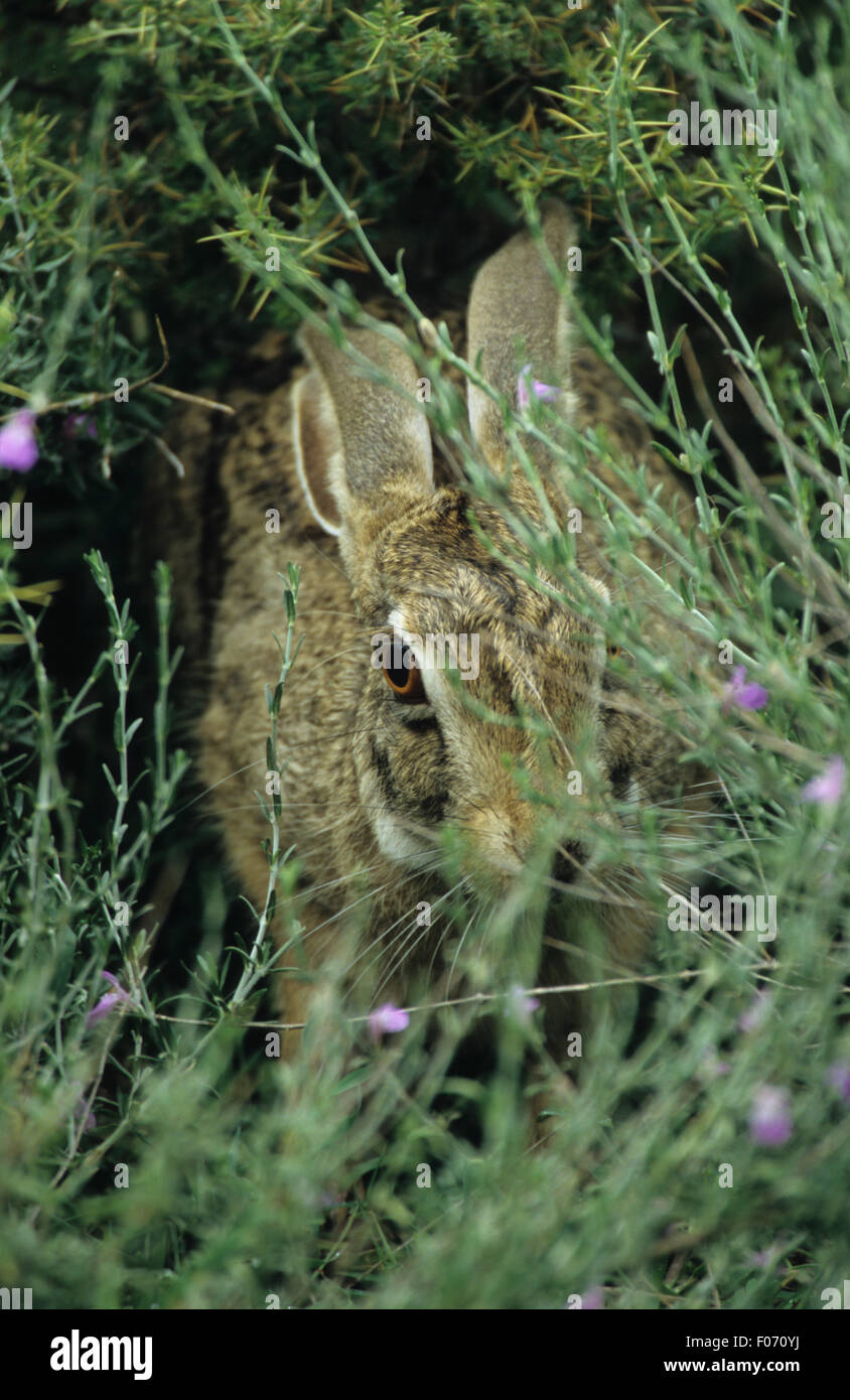 African hare hi-res stock photography and images - Alamy