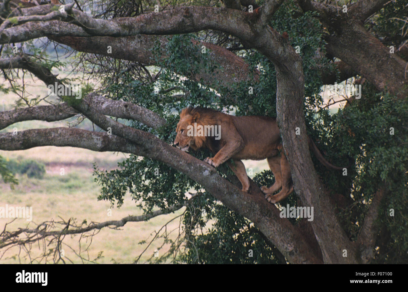 African Lion male taken from below in profile walking through the ...
