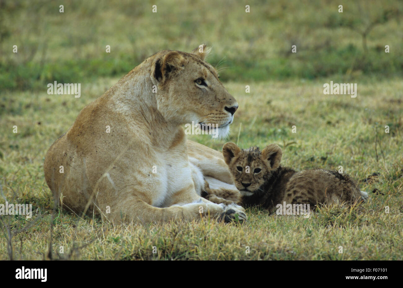 Female lion cub hi-res stock photography and images - Alamy