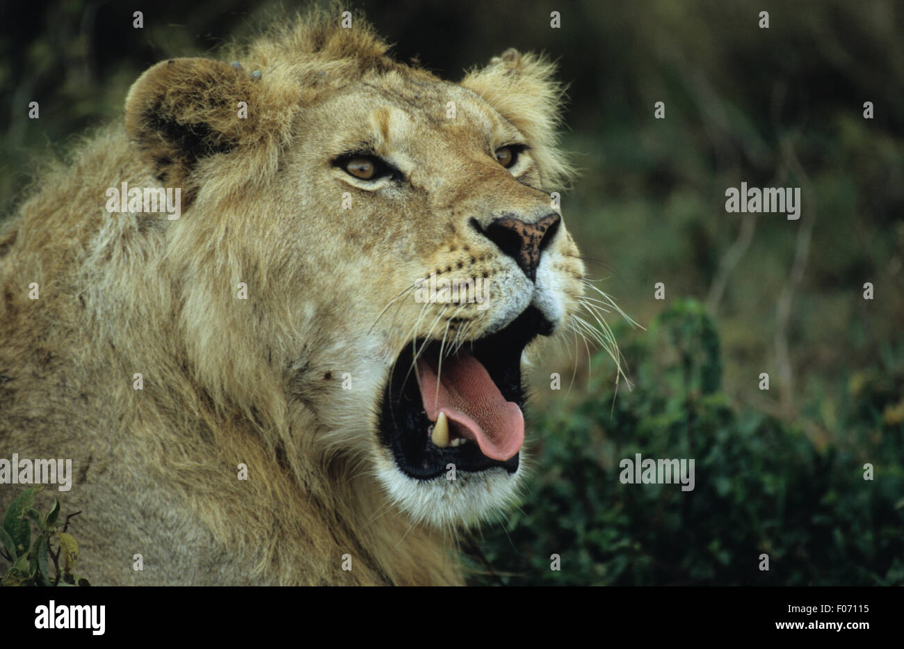 Lion showing teeth hi-res stock photography and images - Alamy