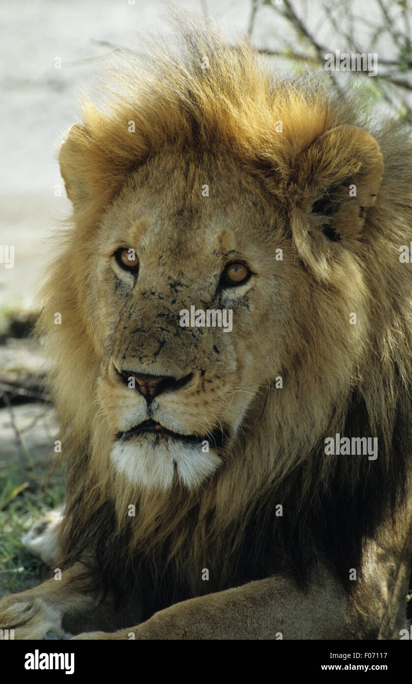 African Lion male close up head shot taken from front looking left ...