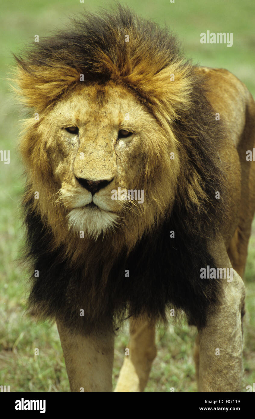 African Lion Skull Front