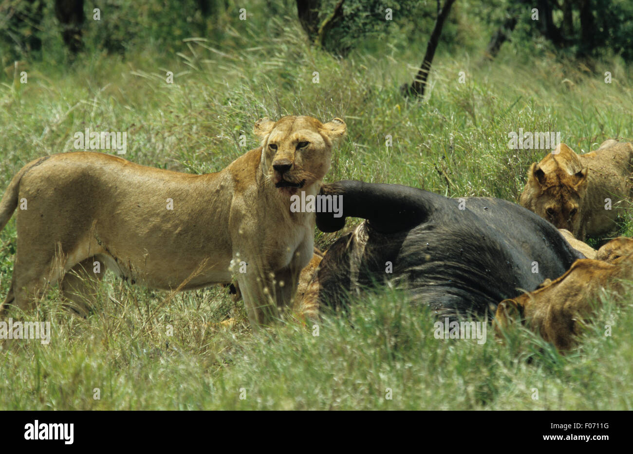 African Lion taken in profile looking back to left standing in front of ...