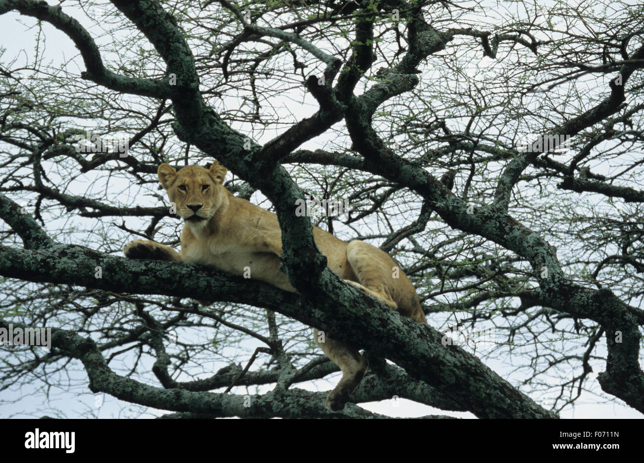 African Lion taken from underneath lying amongst branches of tree ...