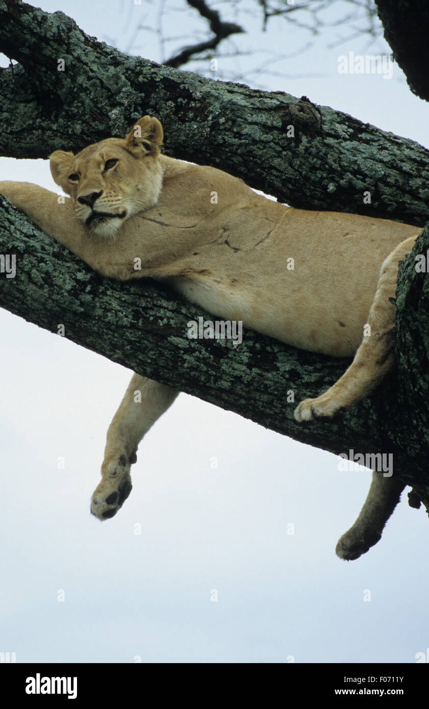 African Lion female taken in profile looking left stretched out on the ...