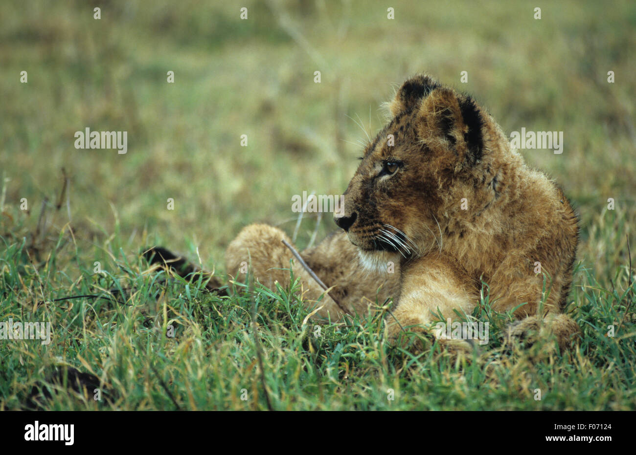 African Lion taken from front looking left lying on side in long grass ...