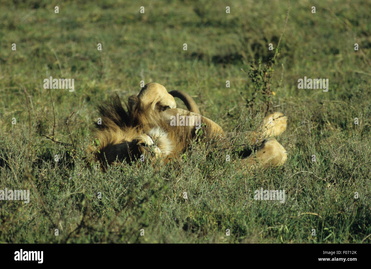 Lion lying on back hi-res stock photography and images - Alamy